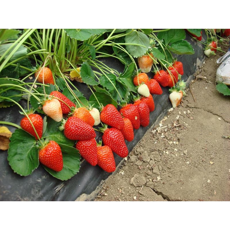 Arbusti Stoloni capsuni ASIA-Frigo- Unifer, 50 buc - eMAG.ro