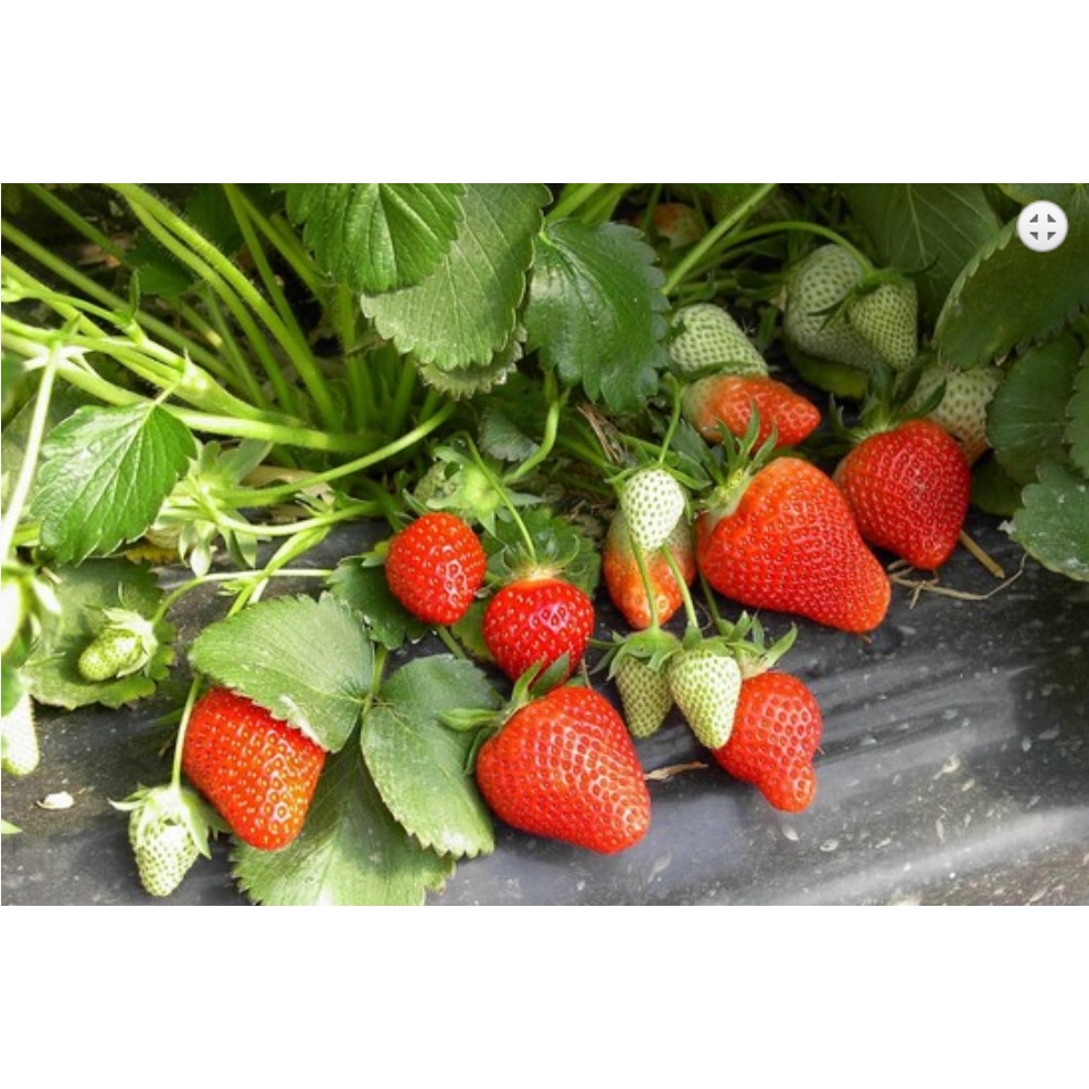 Arbusti Stoloni capsuni CLERY-Frigo- Unifer, 50 buc - eMAG.ro