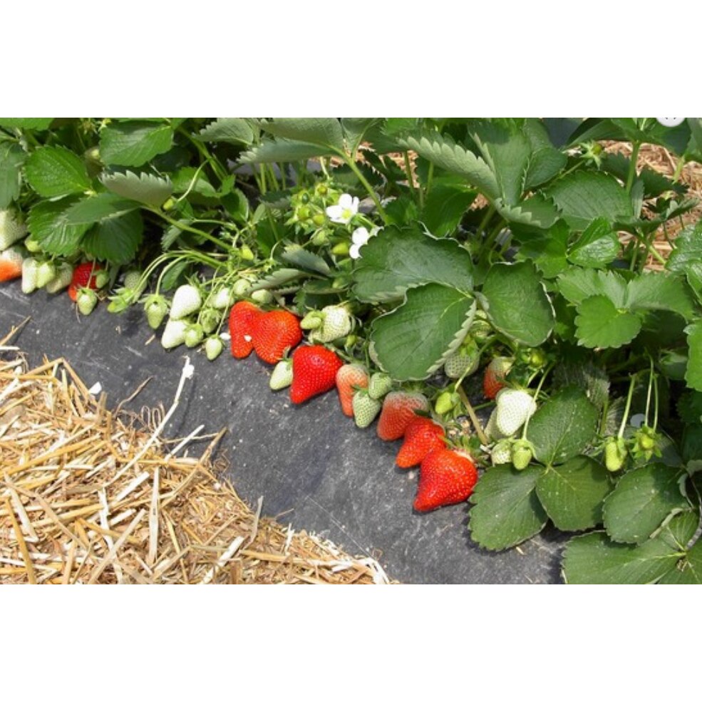 Arbusti Stoloni capsuni CLERY-Frigo- Unifer, 50 buc - eMAG.ro