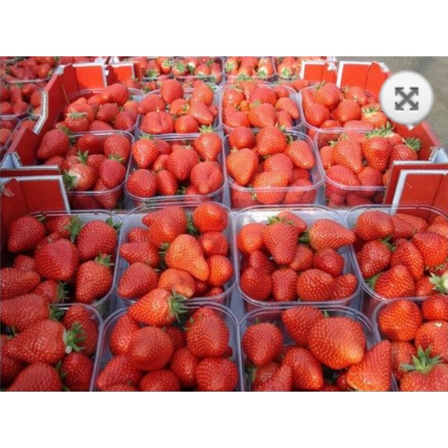 Arbusti Stoloni capsuni CLERY-Frigo- Unifer, 50 buc - eMAG.ro