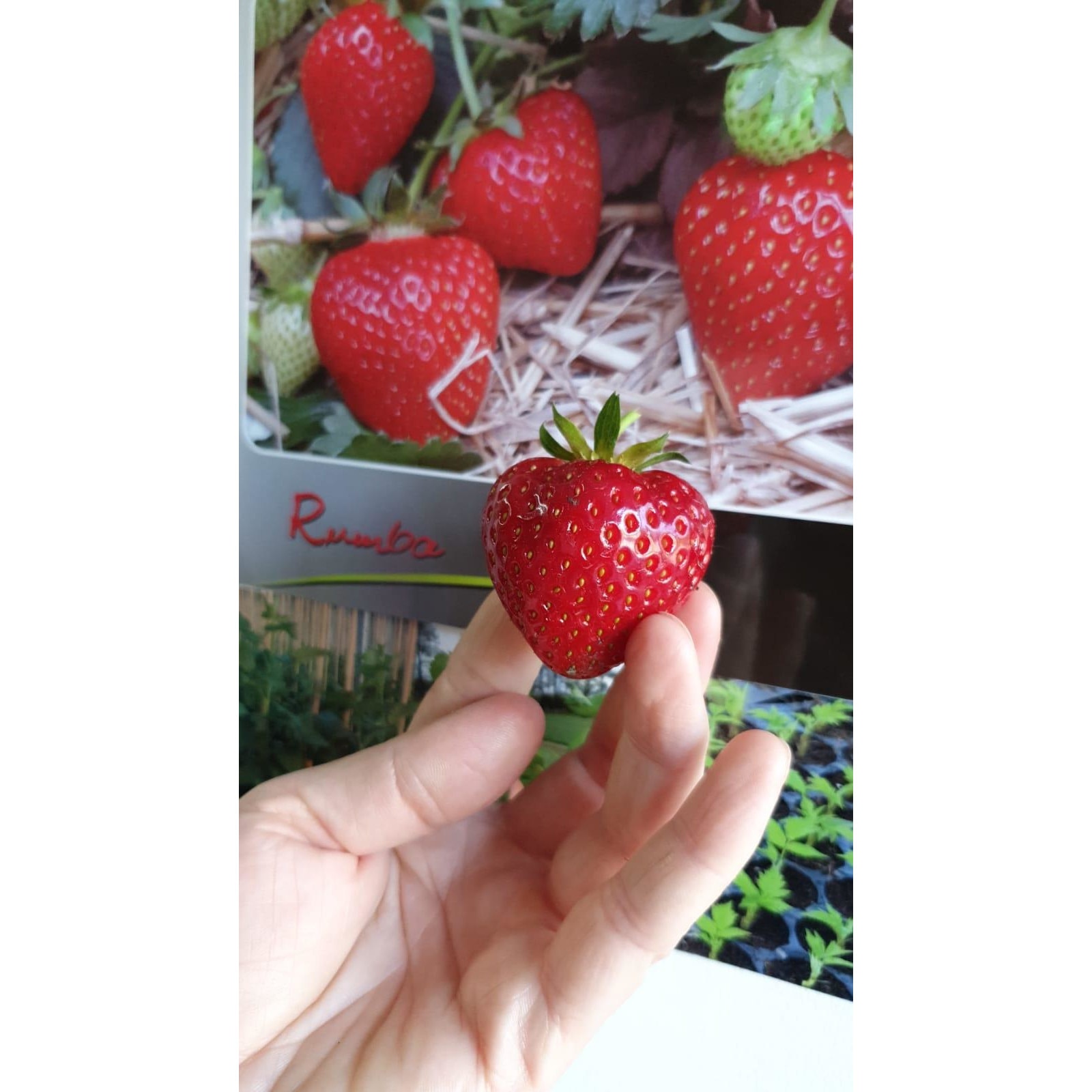 Arbusti Stoloni capsuni RUMBA-Frigo- Unifer, 50 buc - eMAG.ro