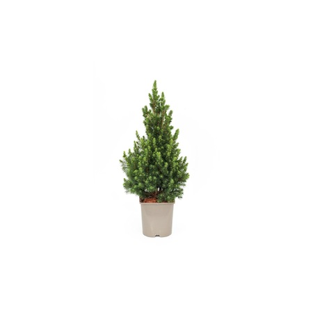 Conifer Molid Conic Verde Picea Glauca Conica - eMAG.ro