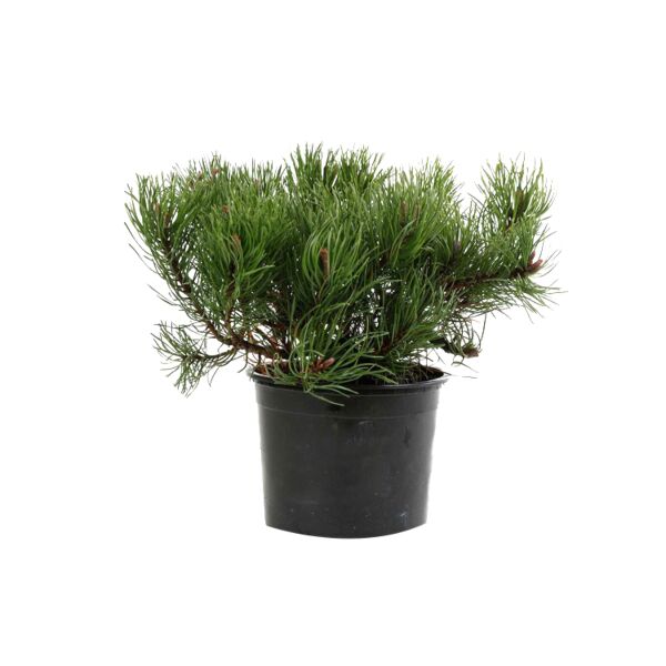 Pin pitic de munte Pinus Mugo - eMAG.ro