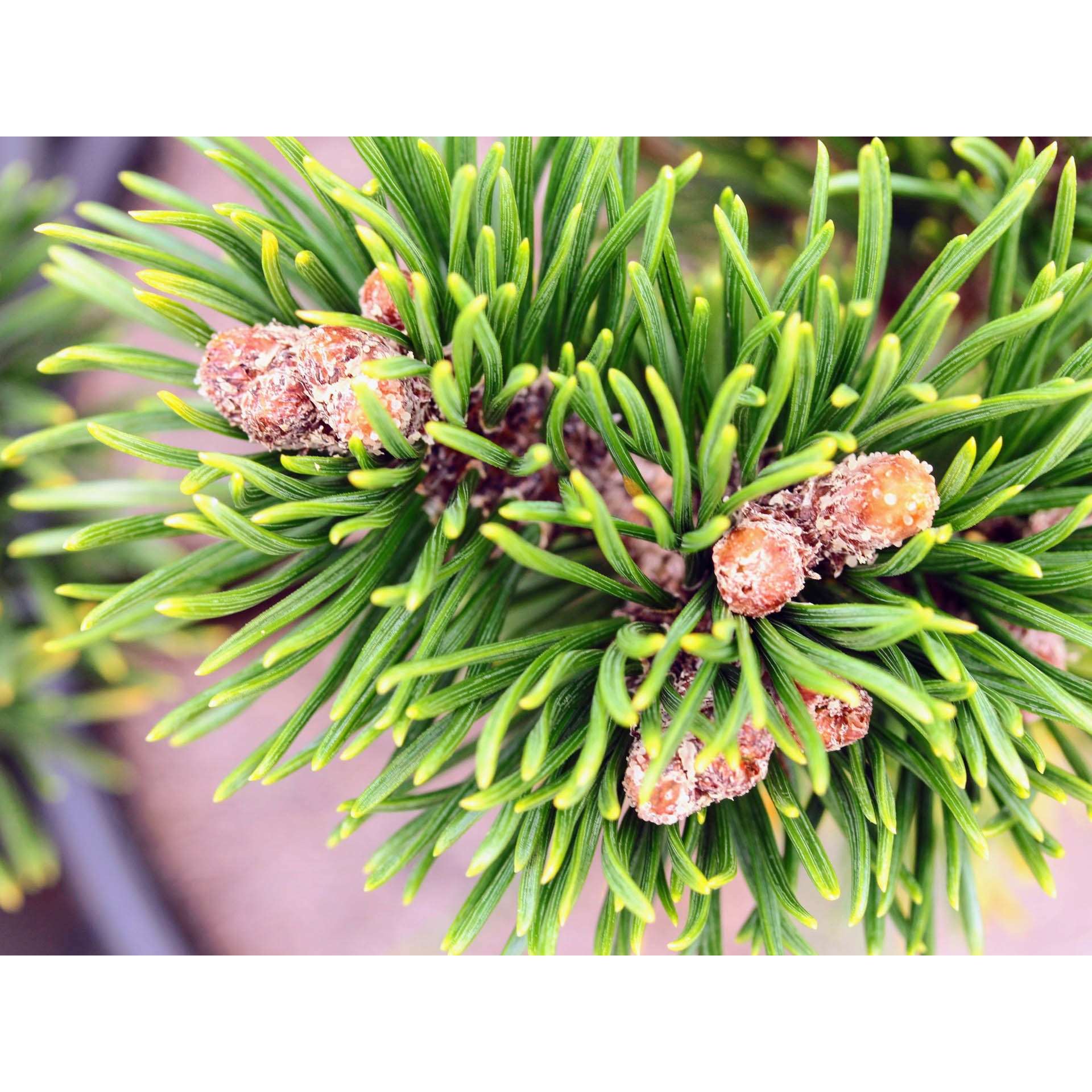 Pin pitic de munte Pinus Mugo - eMAG.ro