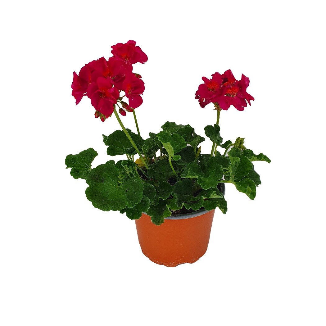 Planta naturala in ghiveci Muscata (Pelargonium Zonale) visiniu, Ø ...