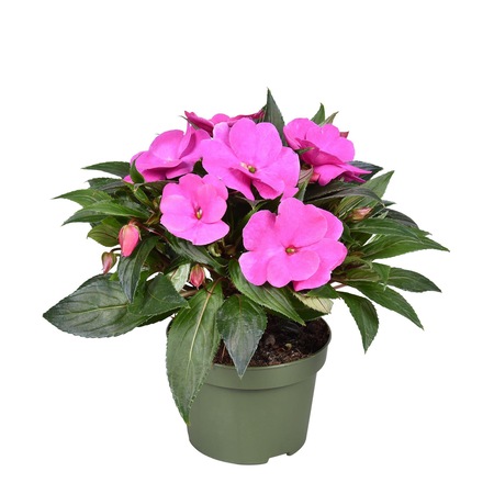 Planta naturala in ghiveci Sporul Casei (Impatiens walleriana) mov, Ø ...