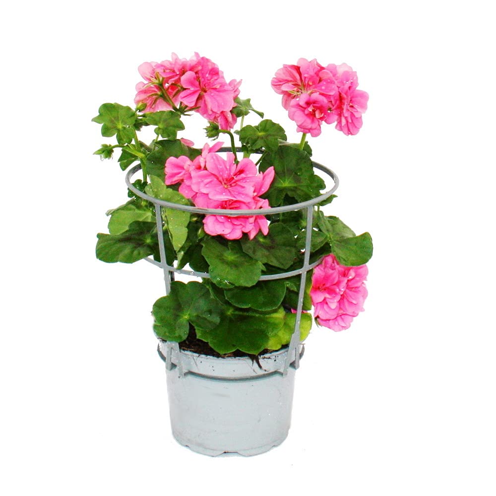 Planta naturala in ghiveci Muscata (Pelargonium Zonale) curgatoare roz ...