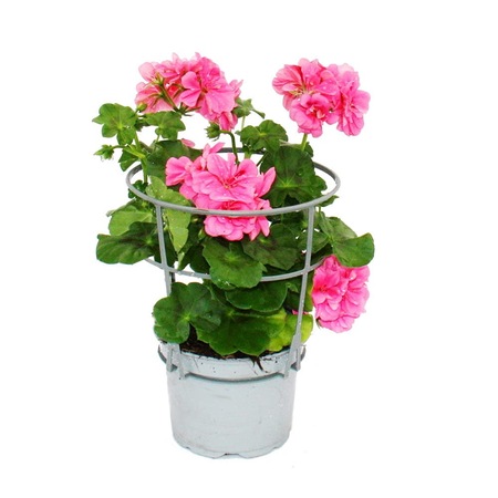 Planta naturala in ghiveci Muscata (Pelargonium Zonale) curgatoare roz ...