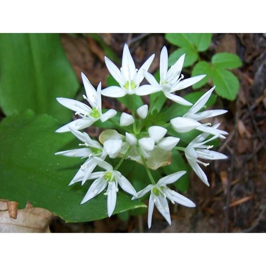Leurda uscata 10g Vanissa - eMAG.ro