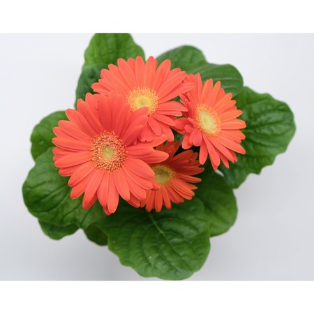 Planta naturala Gerbera smochinul.ro portocaliu, Ø ghiveci 13 cm, H 20 ...