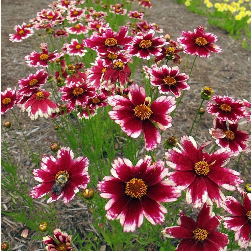Coreopsis - Coreopsis grandiflora "Ruby Frost" - eMAG.ro