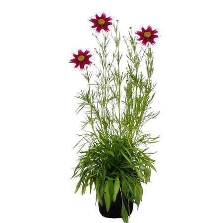 Coreopsis - Coreopsis grandiflora 