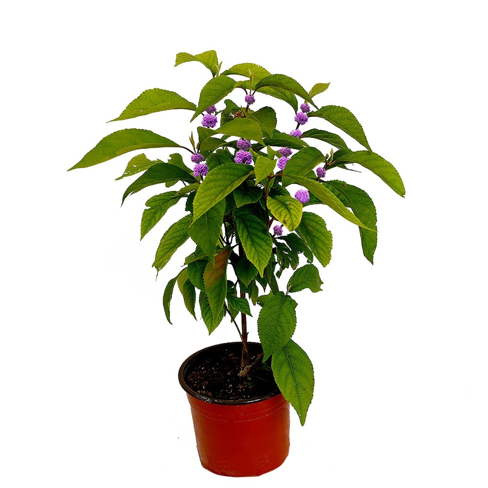 Calicarpa cu fructe mov - Callicarpa bodinieri - eMAG.ro