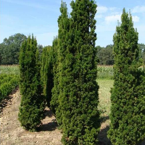 Tisa - Taxus media "Stricta Viridis" - eMAG.ro