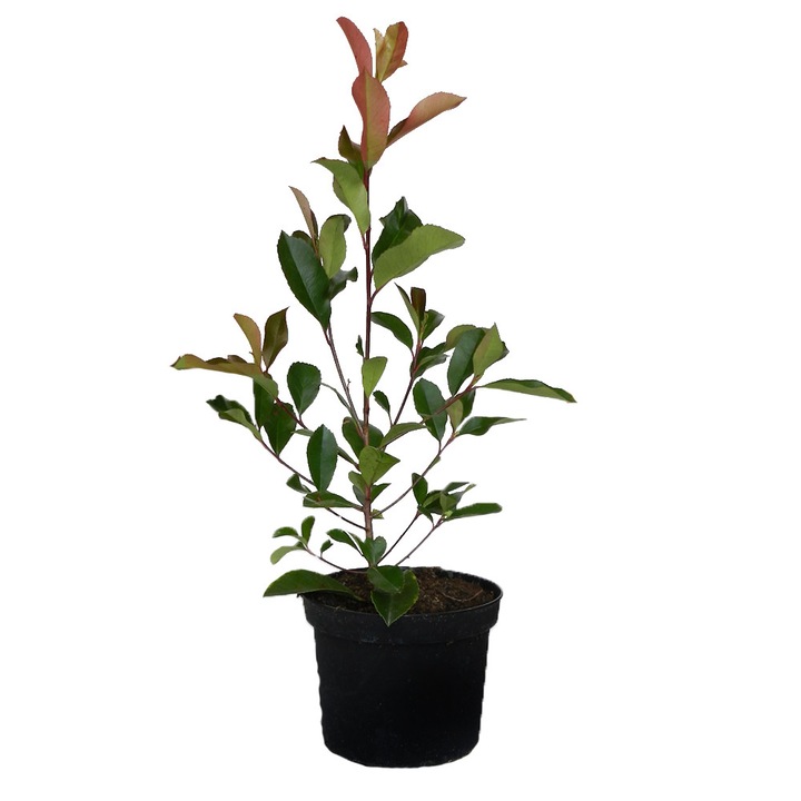 Photinia x fraseri "Red Robin" - eMAG.ro