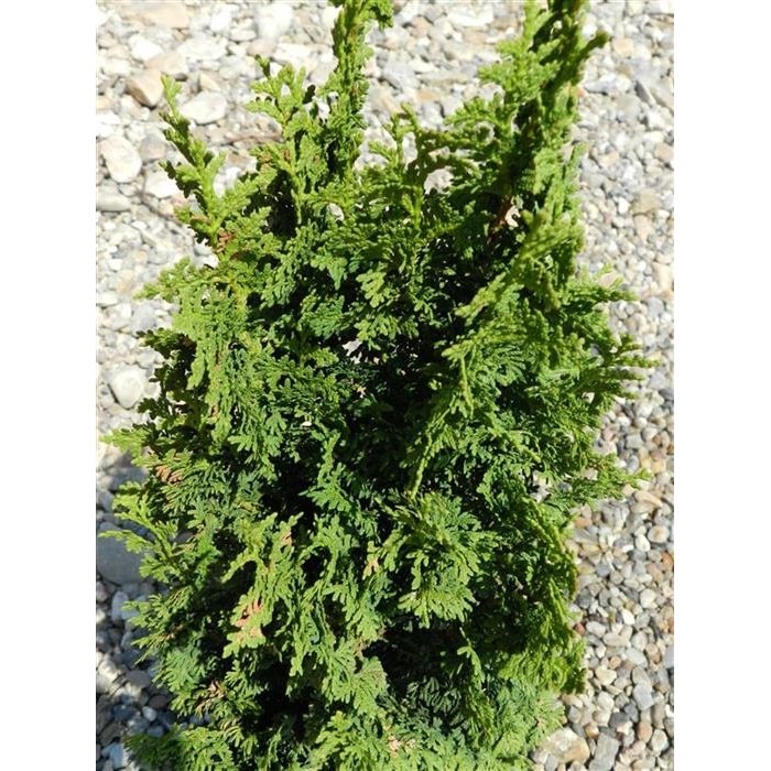 Tuia minispiral - Thuja occidentalis "Spiralis Mini" - eMAG.ro