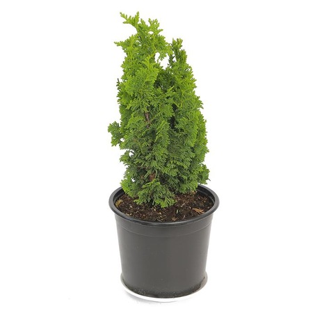 Tuia minispiral - Thuja occidentalis "Spiralis Mini" - eMAG.ro