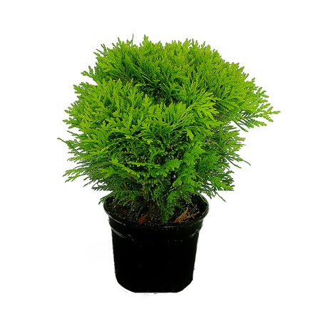 Tuia globulos verde - Thuja occidentalis "Danica" - eMAG.ro
