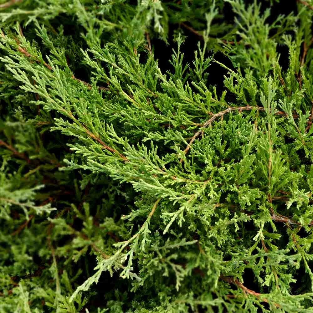 Ienupar semitarator- Juniperus horizontalis "Andorra Compacta" - eMAG.ro