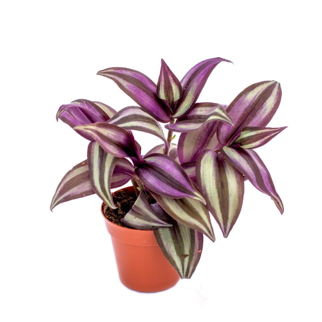 Planta naturala de apartament Tradescantia Zebrina 12-15cm, 3 Mini ...