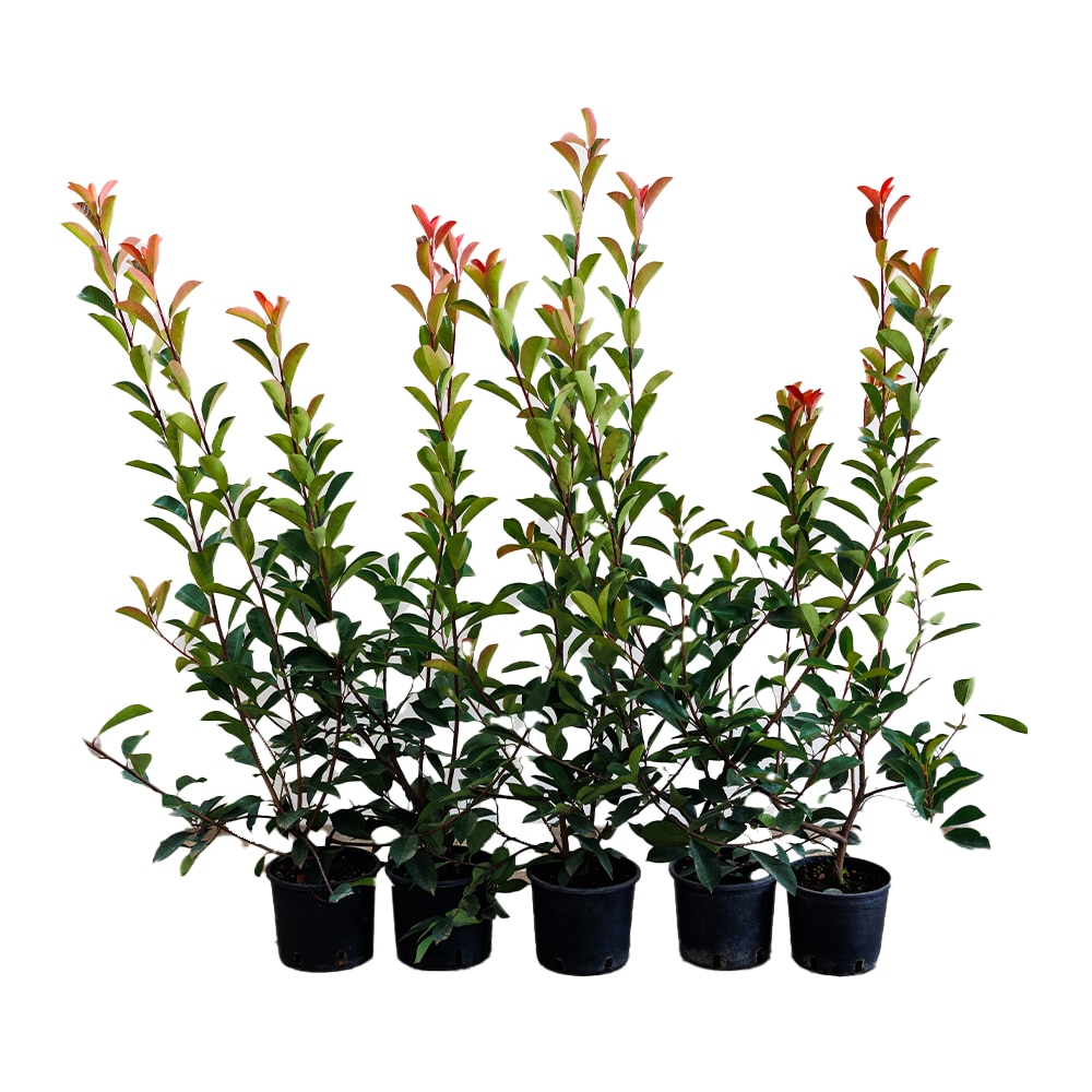 Pachet 8+2 buc, Gard Viu, Photinia Tufa, Photinia Red Robin, ghiveci 3L, H 60-80 cm, vesnic ...