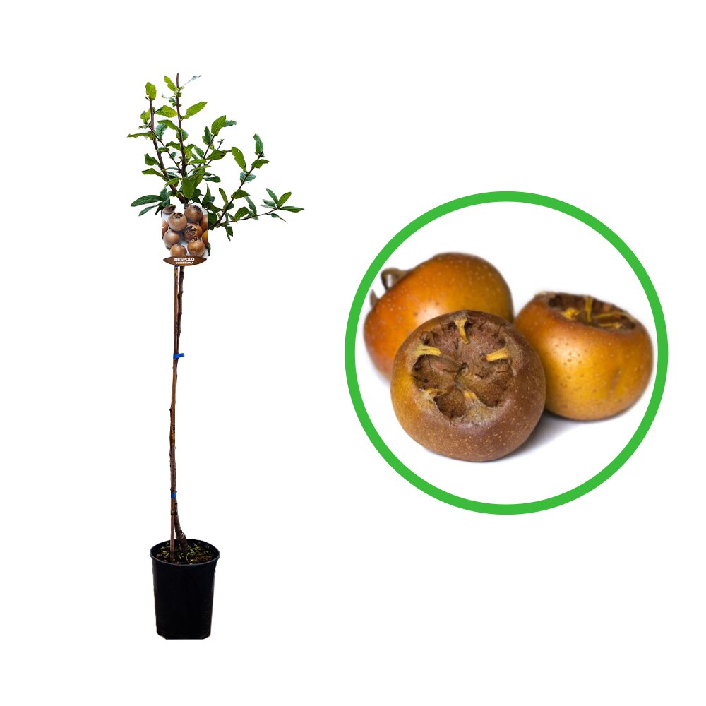 Mosmon, Mespilus Germanica, ghiveci 3.6L, H 120-140 cm - eMAG.ro