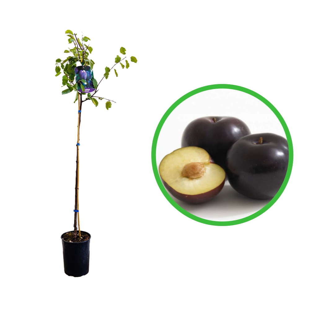 Prun Stanley, Prunus Domestica Stanley, ghiveci 3.6L, H 100-120 cm ...