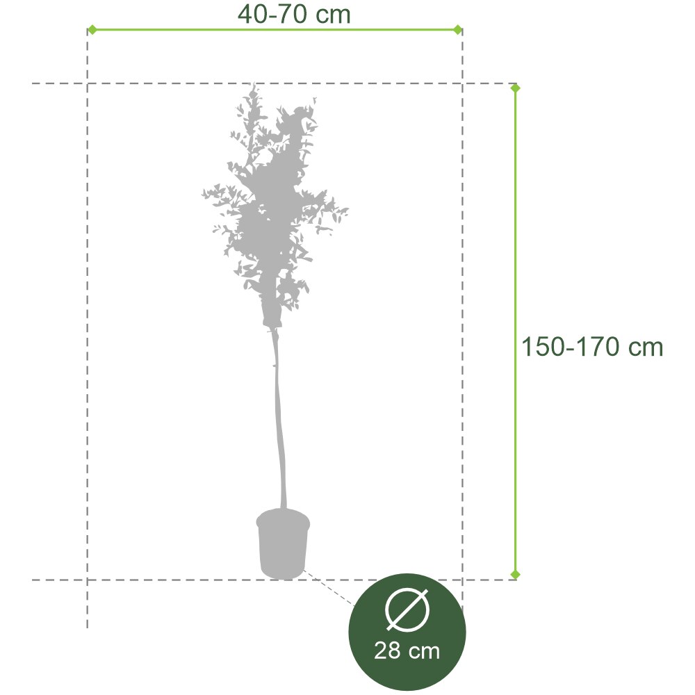 Rodiu pe Tulpina Melograni, Punica Granatum Melograni, ghiveci 9L, H ...