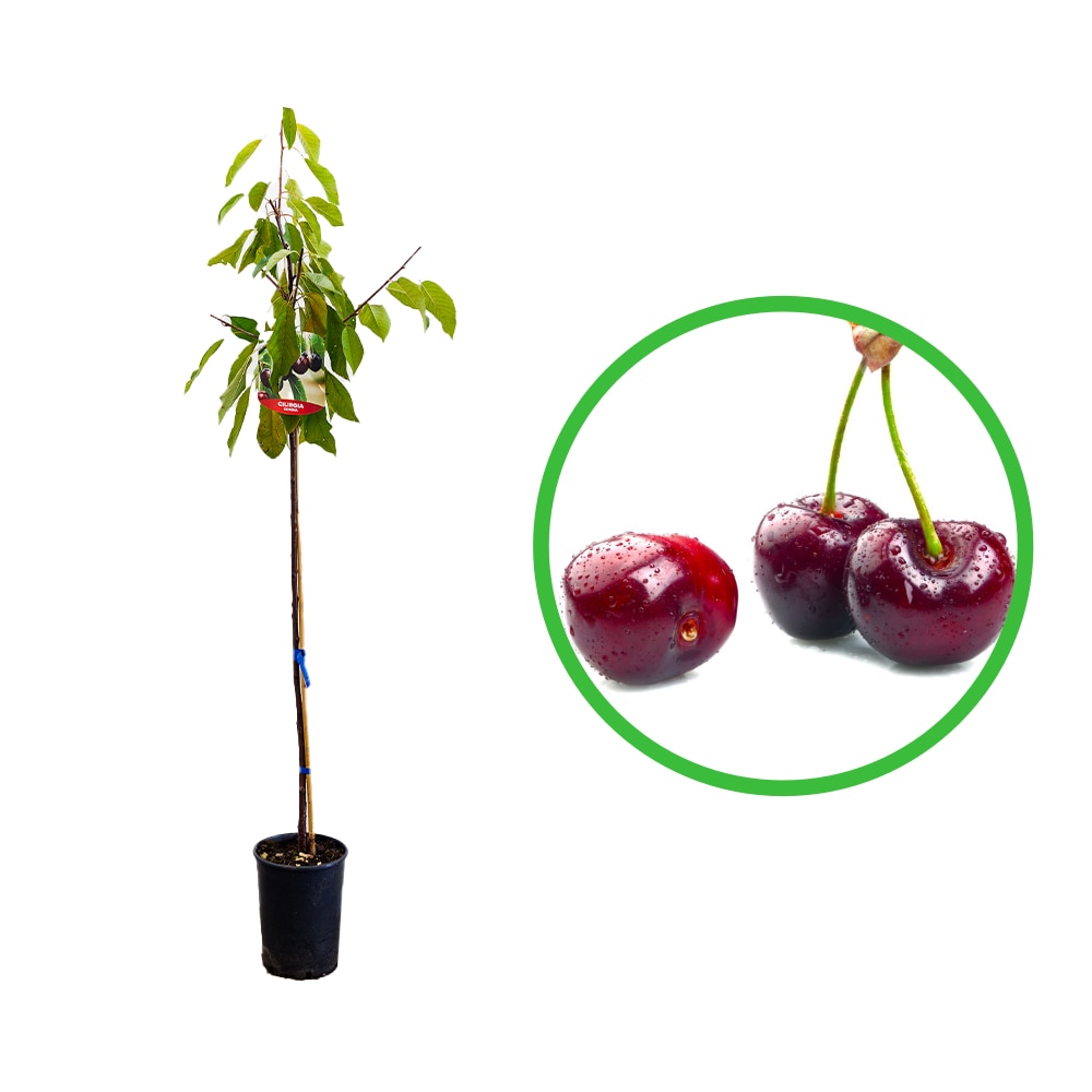 Cires Kordia, Prunus Avium Rosaceae Kordia, ghiveci 3.6L, H 100-120 cm, polenizare cu pereche ...