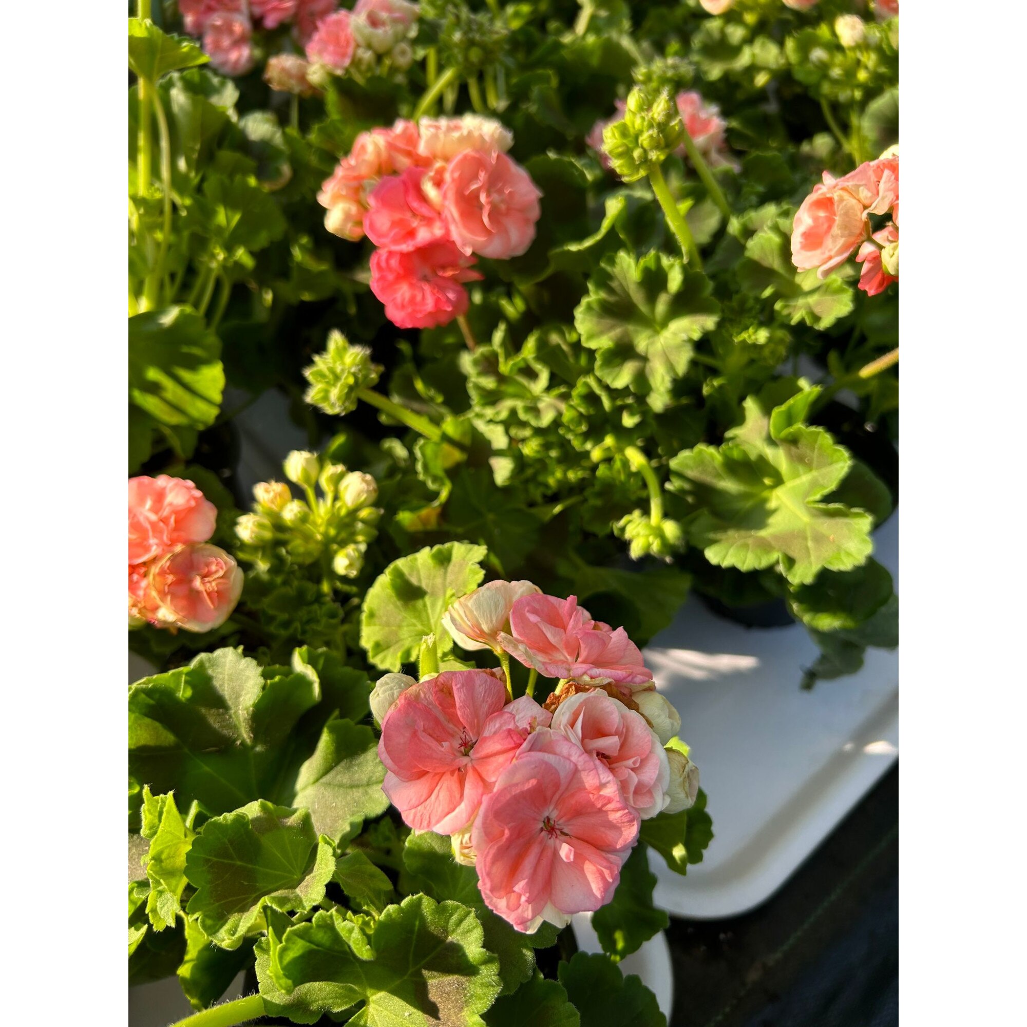 Planta naturala in ghiveci Muscata Rosebud Astrid, somon, Ø ghiveci 12. ...