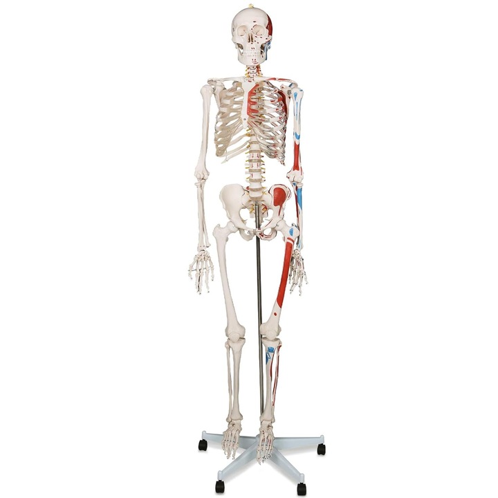 Schelet uman de anatomie in marime naturala, poster, suport, membre ...