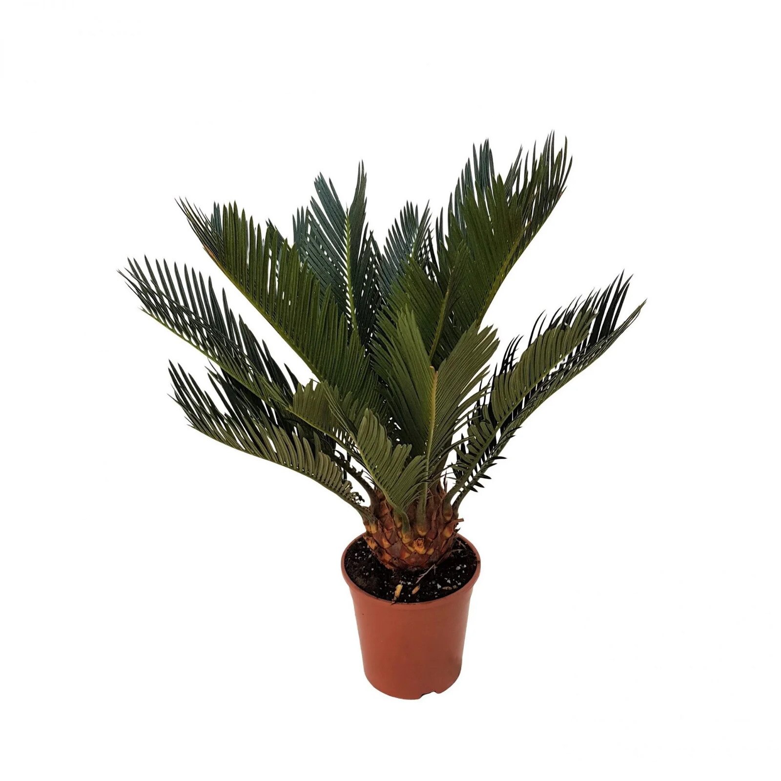 Palmier Cycas Revoluta 40 - 50 cm - eMAG.ro