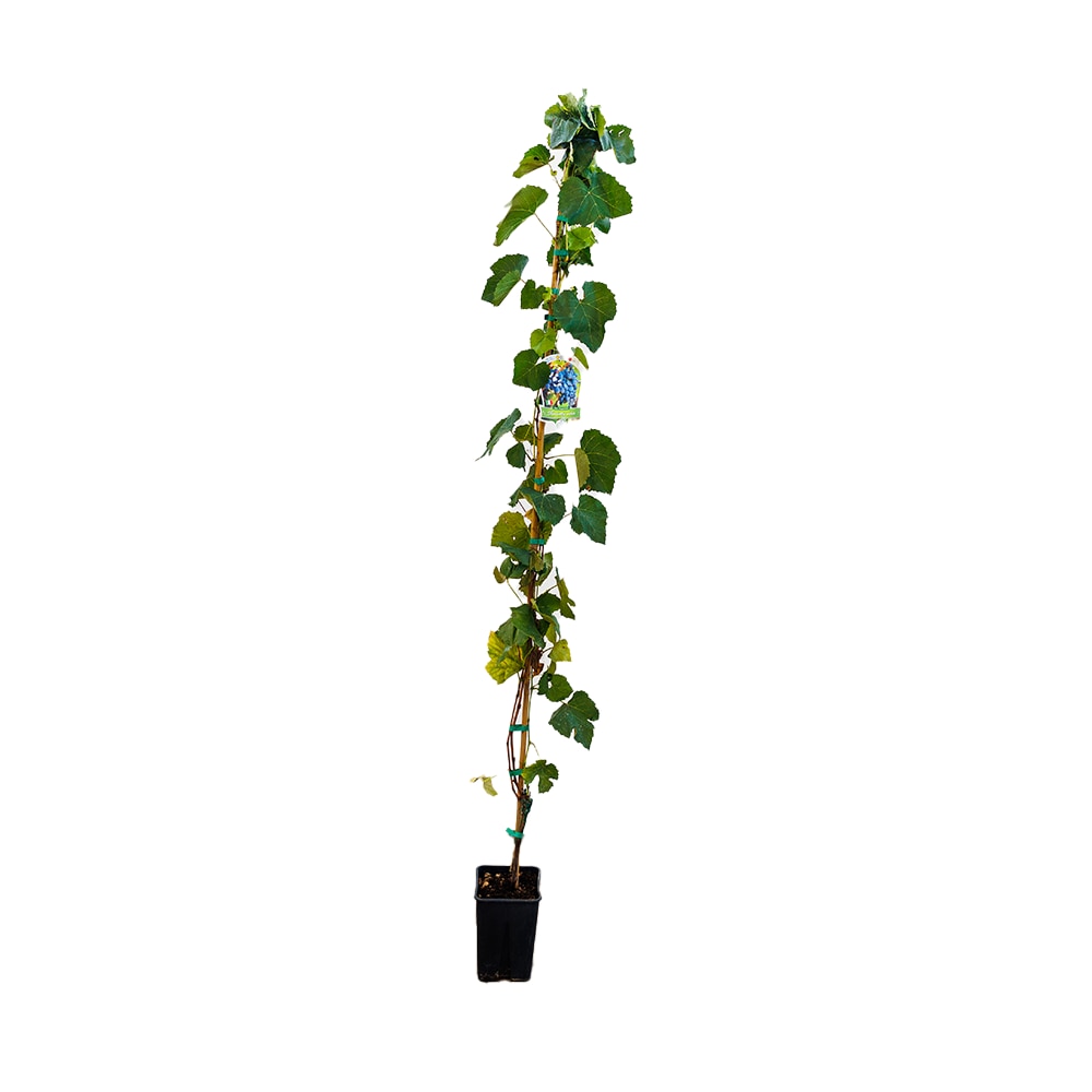 Vita de vie Capsunica, Vitis Vinifera Isabella Nera, ghiveci 3.6L, H ...