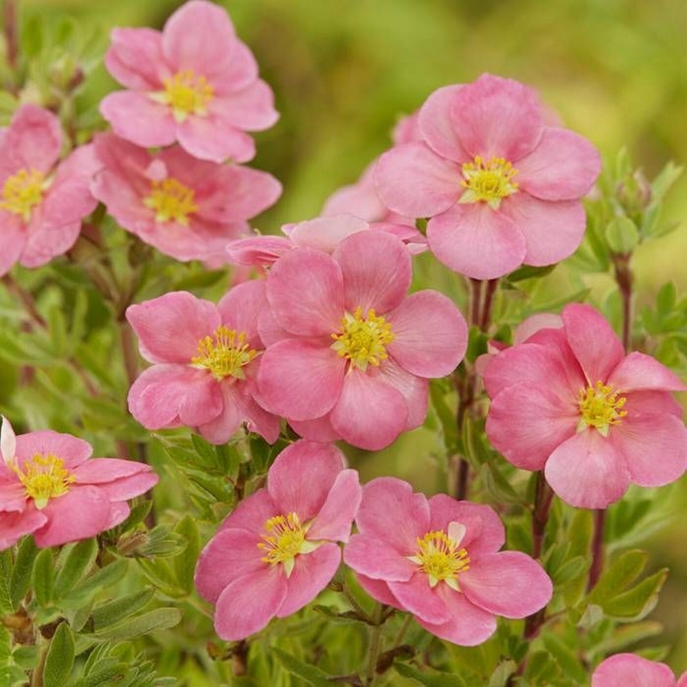 Planta ghiveci de Potentilla fruticosa roz (True Pink) 30-40cm - eMAG.ro