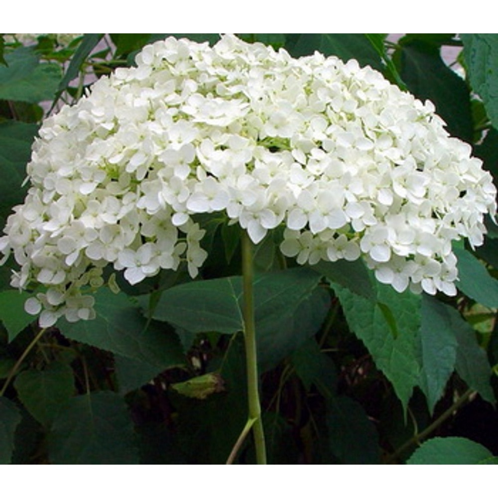 Planta ghiveci de Hortensie alba de padure (Annabelle) 45-60cm - eMAG.ro