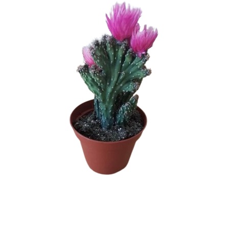 Floare in ghiveci Cactus Versierd roz - eMAG.ro