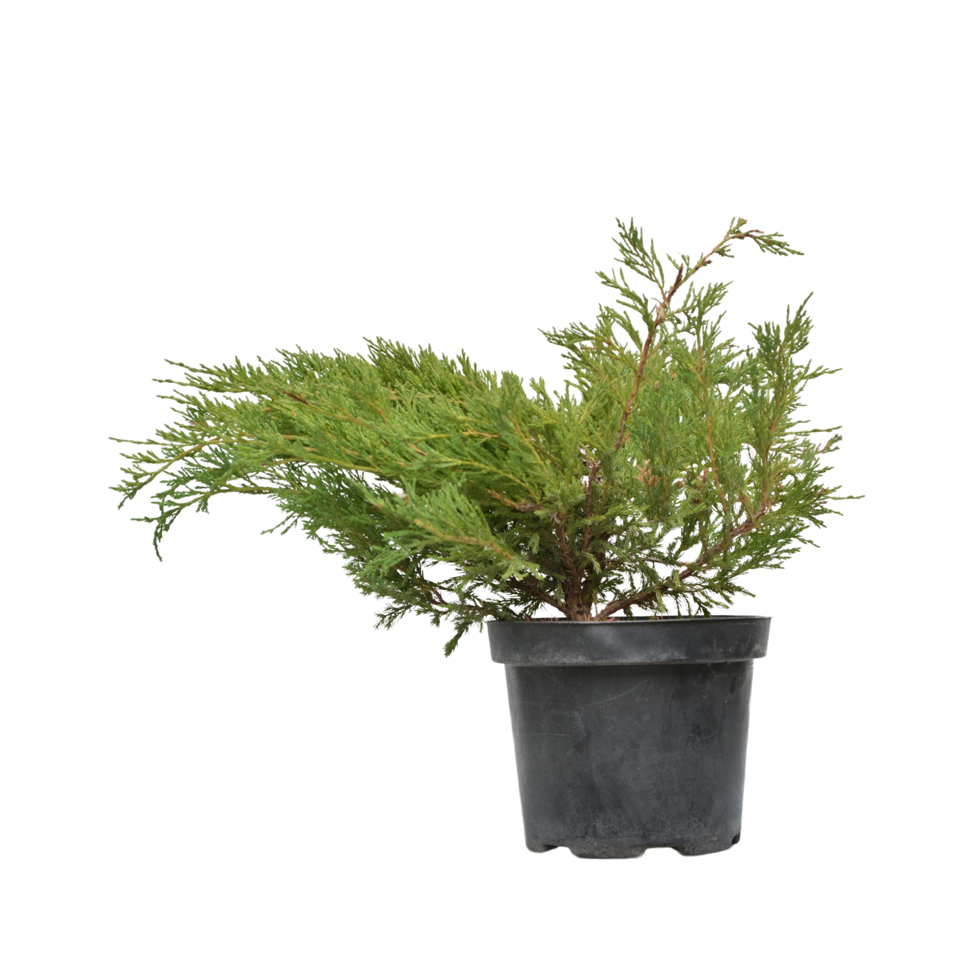 Planta ghiveci de Ienupar tarator ”Andorra Compacta” de 30-40cm - eMAG.ro