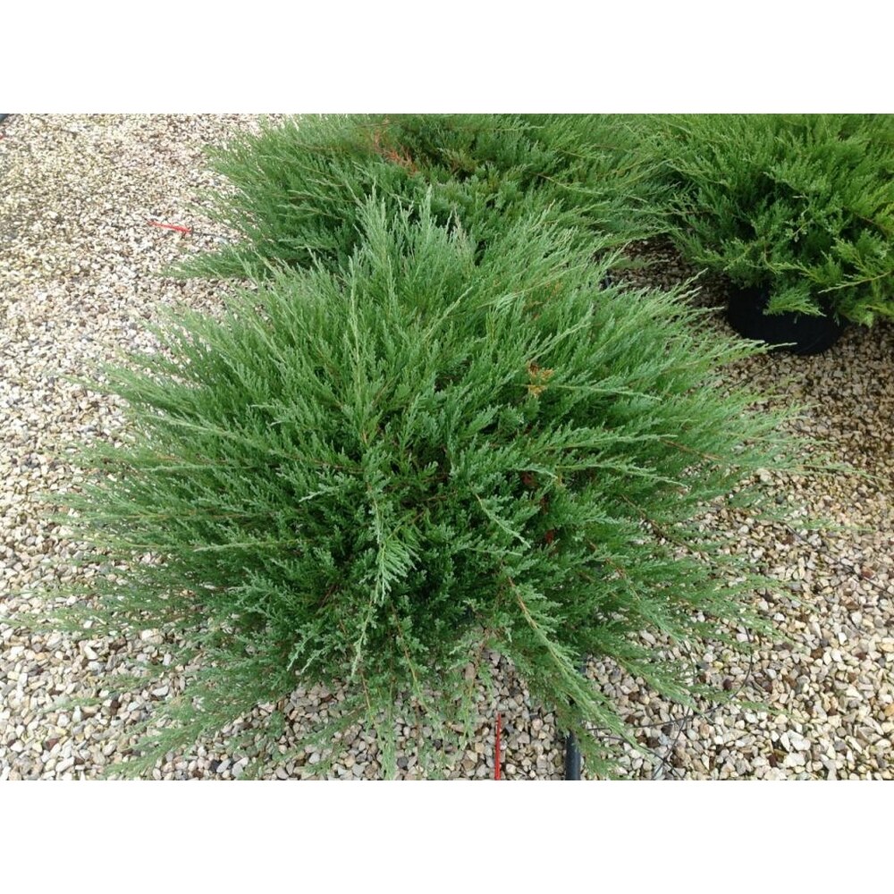 Planta ghiveci de Ienupar tarator ”Andorra Compacta” de 30-40cm - eMAG.ro