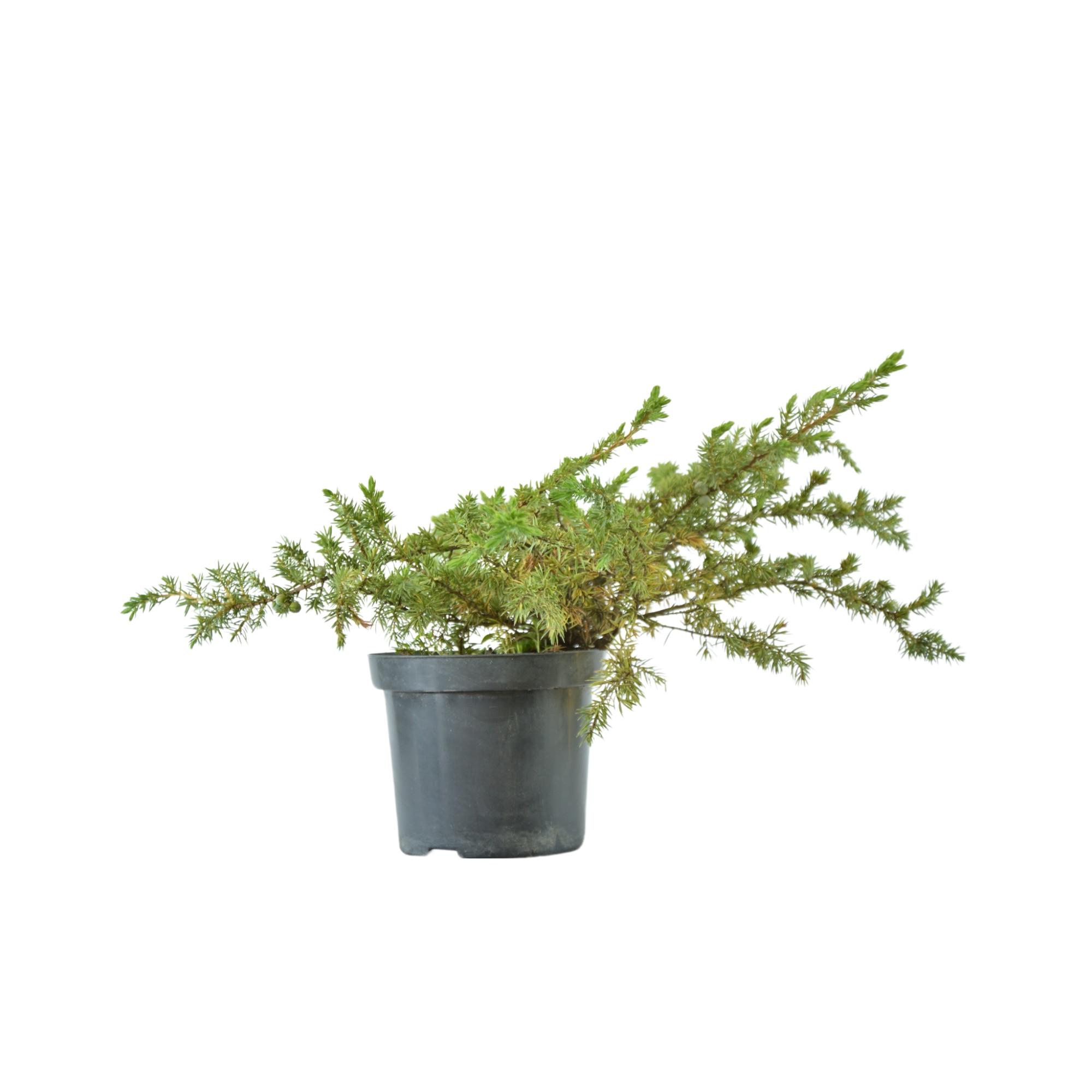 Planta ghiveci de Ienupar tarator (Schlager) 20-40cm - eMAG.ro