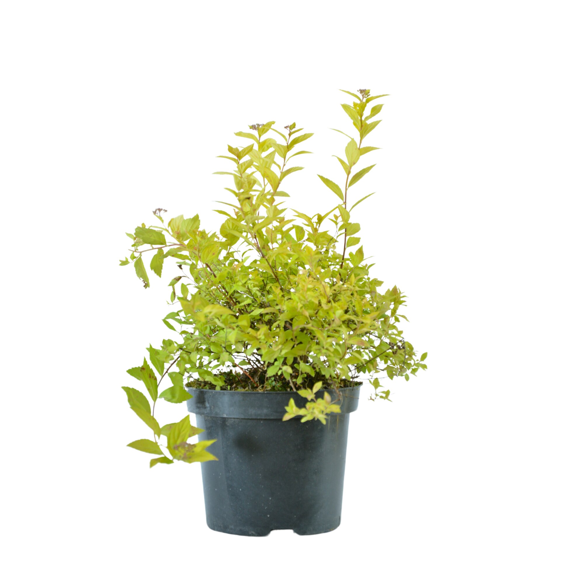 Planta ghiveci de Cununita aurie (Spiraea Golden Princess) de 20-40cm ...