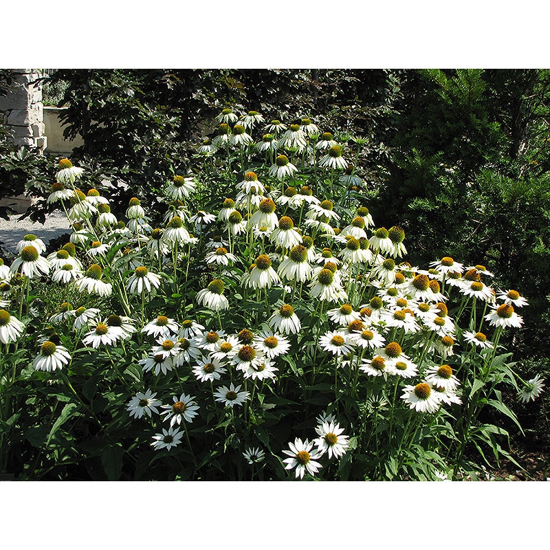 Planta ghiveci de Echinacea purpurea white swan de 30-40cm - eMAG.ro