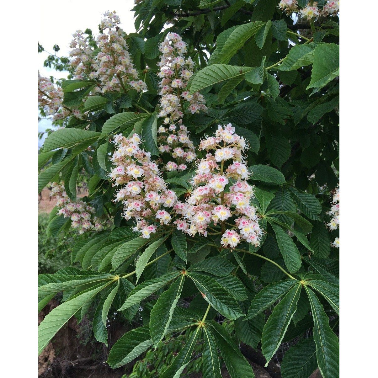 Planta ghiveci de Castan ”Aesculus hippocastanum” de 80-120cm - eMAG.ro