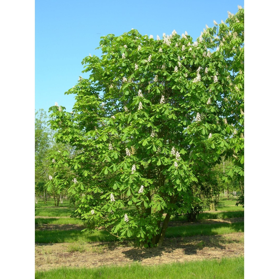 Planta ghiveci de Castan ”Aesculus hippocastanum” de 80-120cm - eMAG.ro