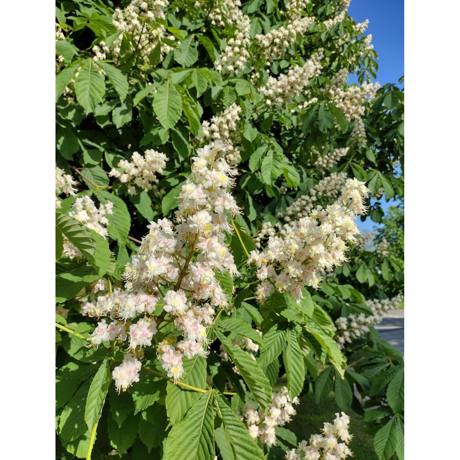 Planta ghiveci de Castan ”Aesculus hippocastanum” de 80-120cm - eMAG.ro