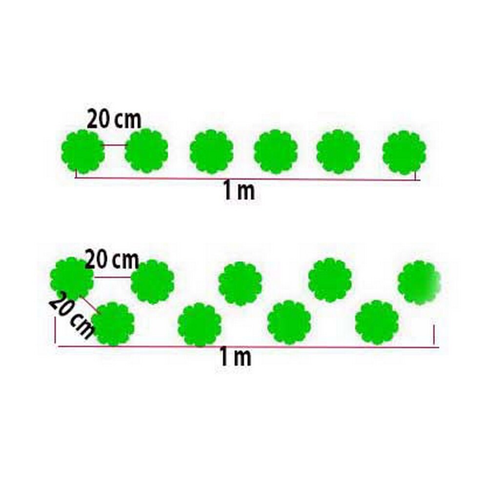 Arany somfa cserepes növény (Ligustrum "Aureum") 30-40cm - eMAG.hu