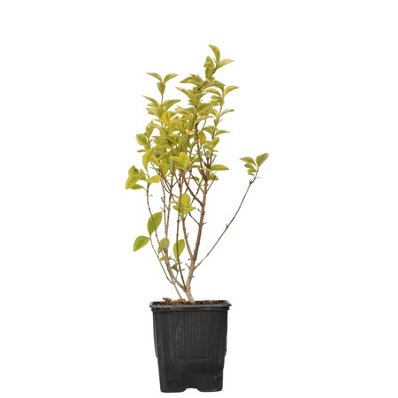 Arany somfa cserepes növény (Ligustrum "Aureum") 30-40cm - eMAG.hu
