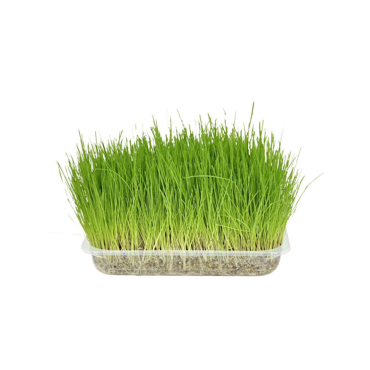 Seminte Iarba pisicii, Flamingo, pentru reglarea tranzitului intestinal ...