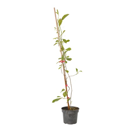 Planta ghiveci de Magnolia roz cu alb ”George Henry” de 50-70cm - eMAG.ro
