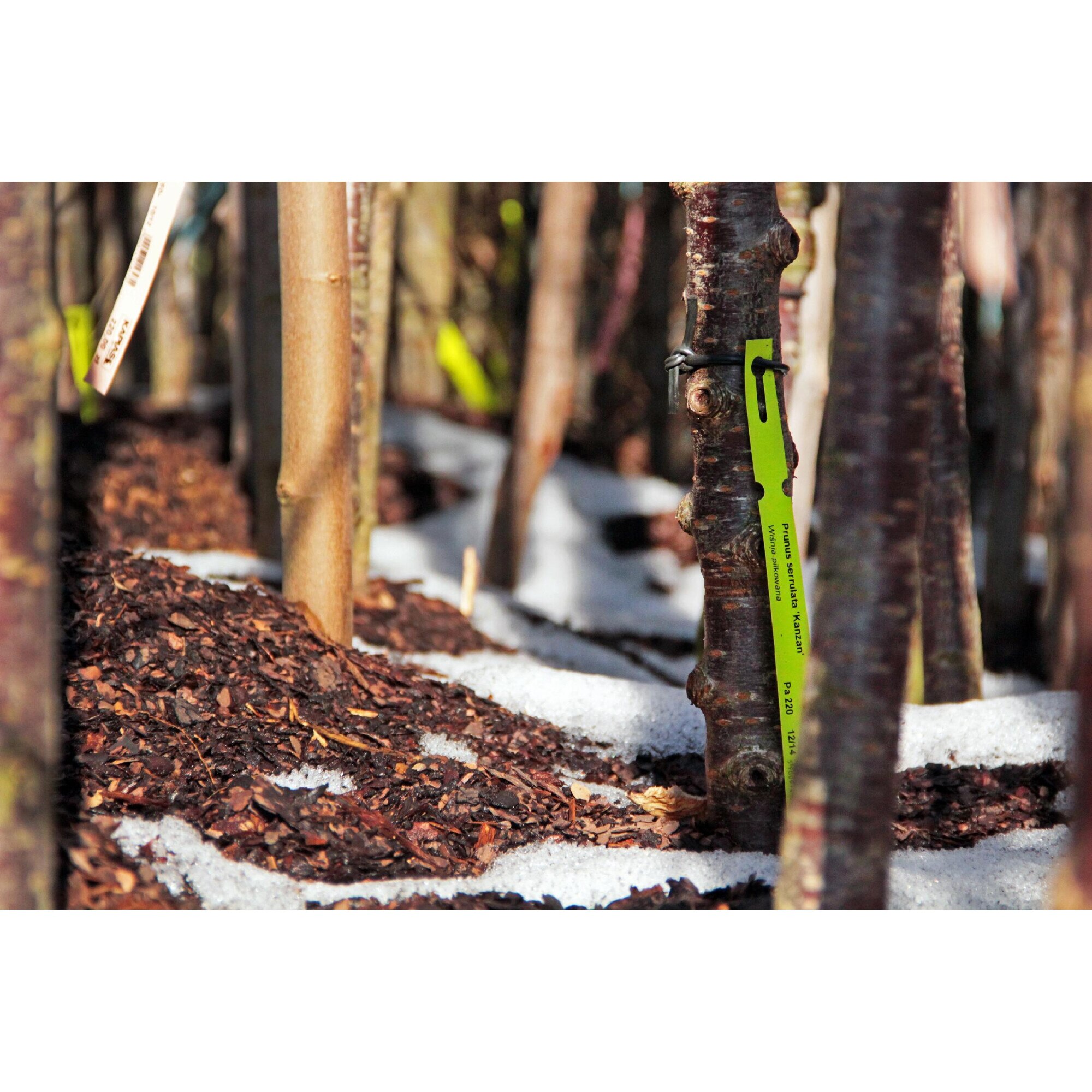 Комплект самозалепващи етикети за градинарство, Garden Label, 250x17 мм ...