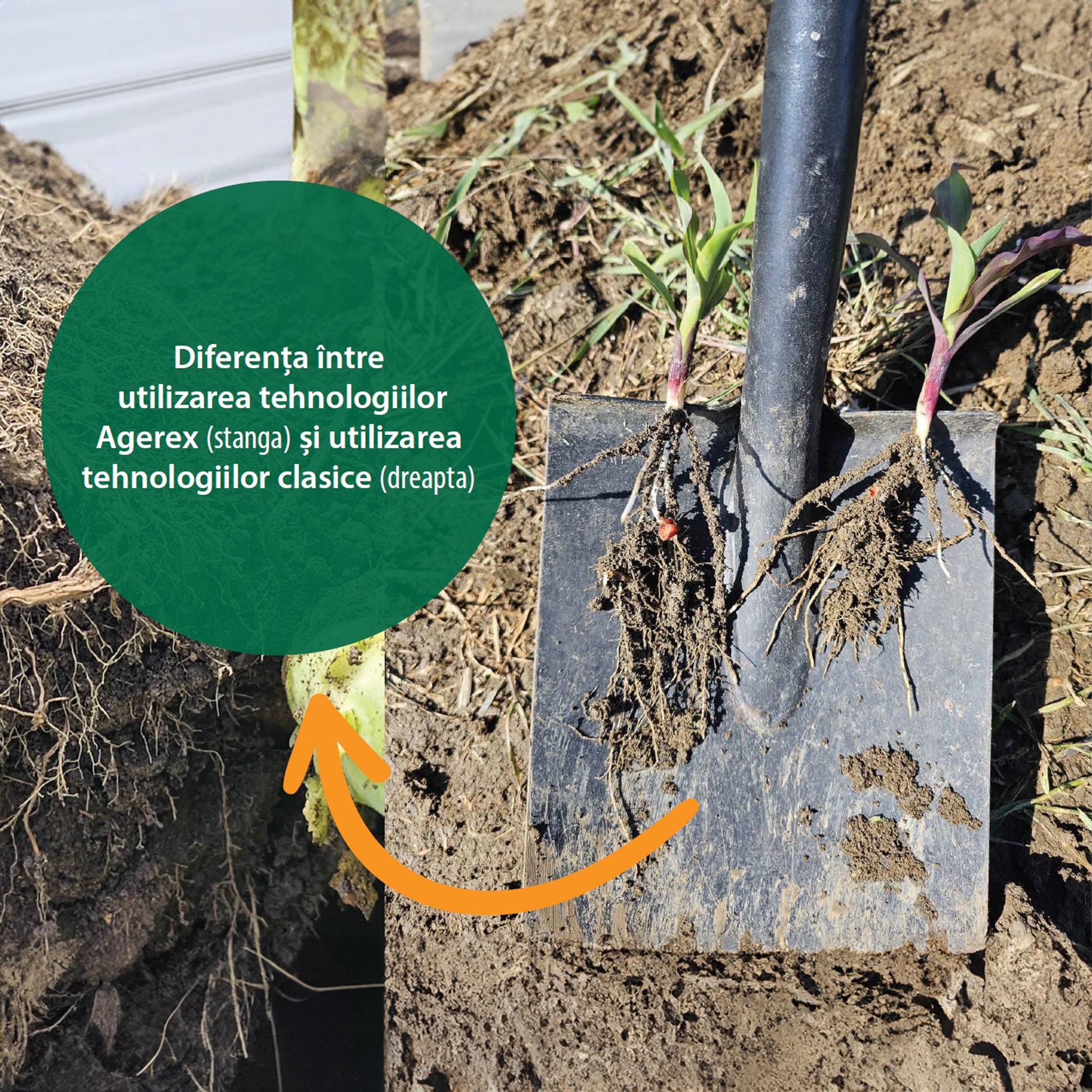 Ingrasamant cu Azot si Extracte Humice - N-Durro 46, 46% N, Efect 100 ...